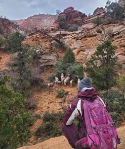 Top Adventure Therapy Program for Teens - Discovery Ranch South